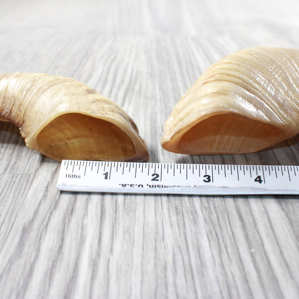 2 Sheep Horns #6053 Natural Colored Polished Ram Horns – Primitive Inspired