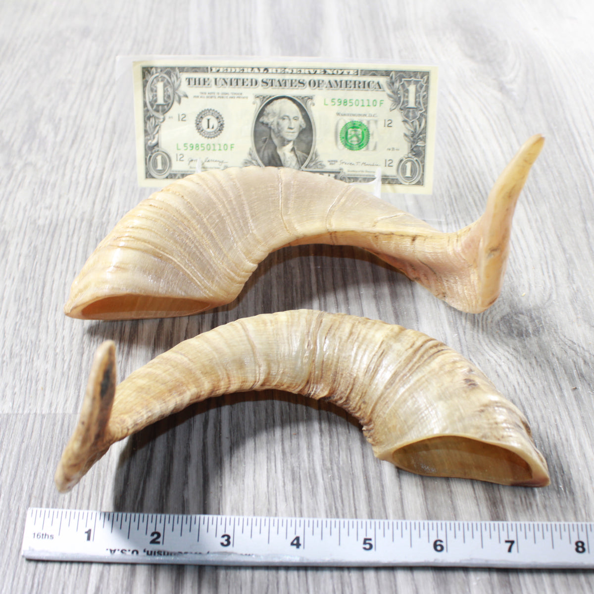2 Sheep Horns #6053 Natural Colored Polished Ram Horns – Primitive Inspired